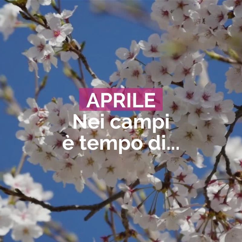 Aprile: nei campi è tempo di... | Romagnoli F.lli Spa