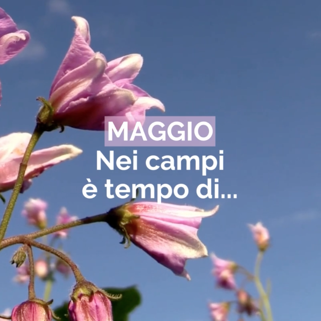 Maggio: nei campi è tempo di... | Romagnoli F.lli Spa